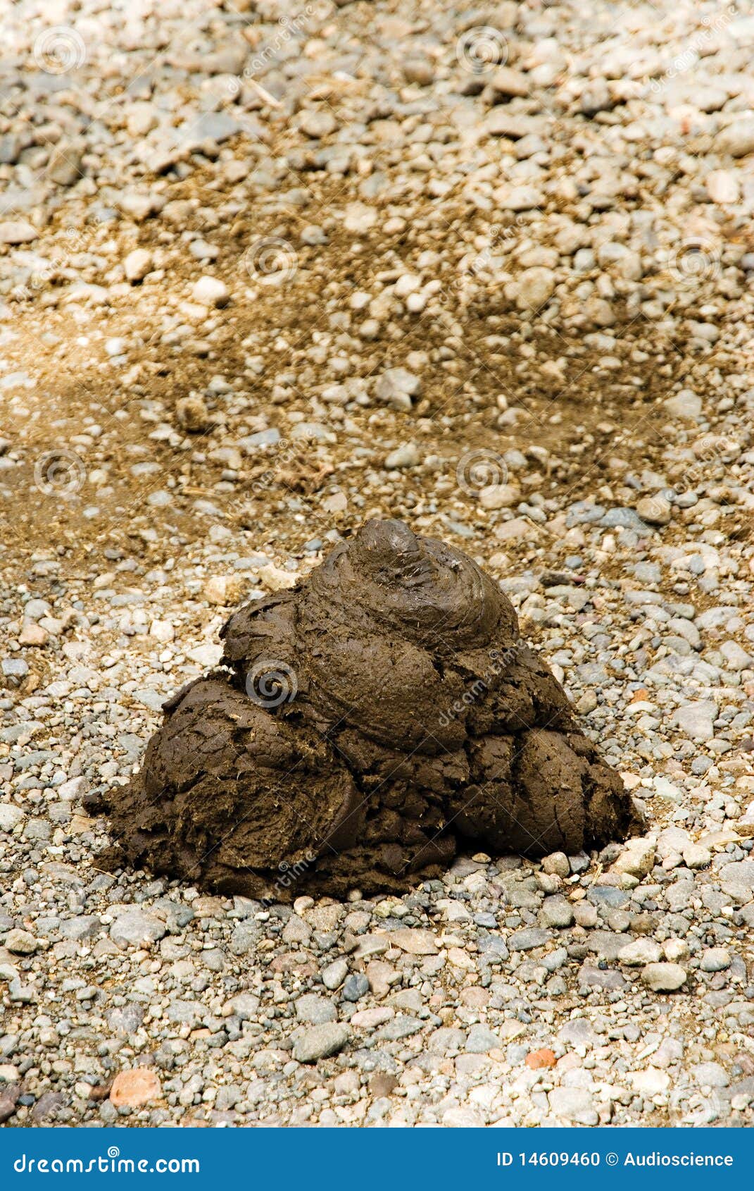 Estrume animal foto de stock. Imagem de fresco, fazenda - 14609460