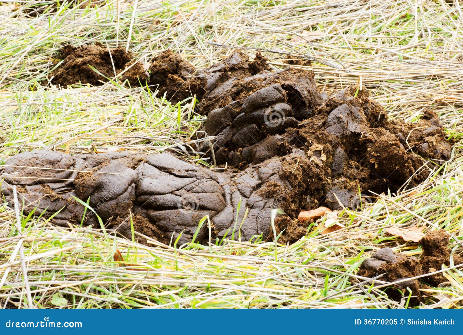 Estrume da vaca imagem de stock. Imagem de sujeira, fazenda - 36770205