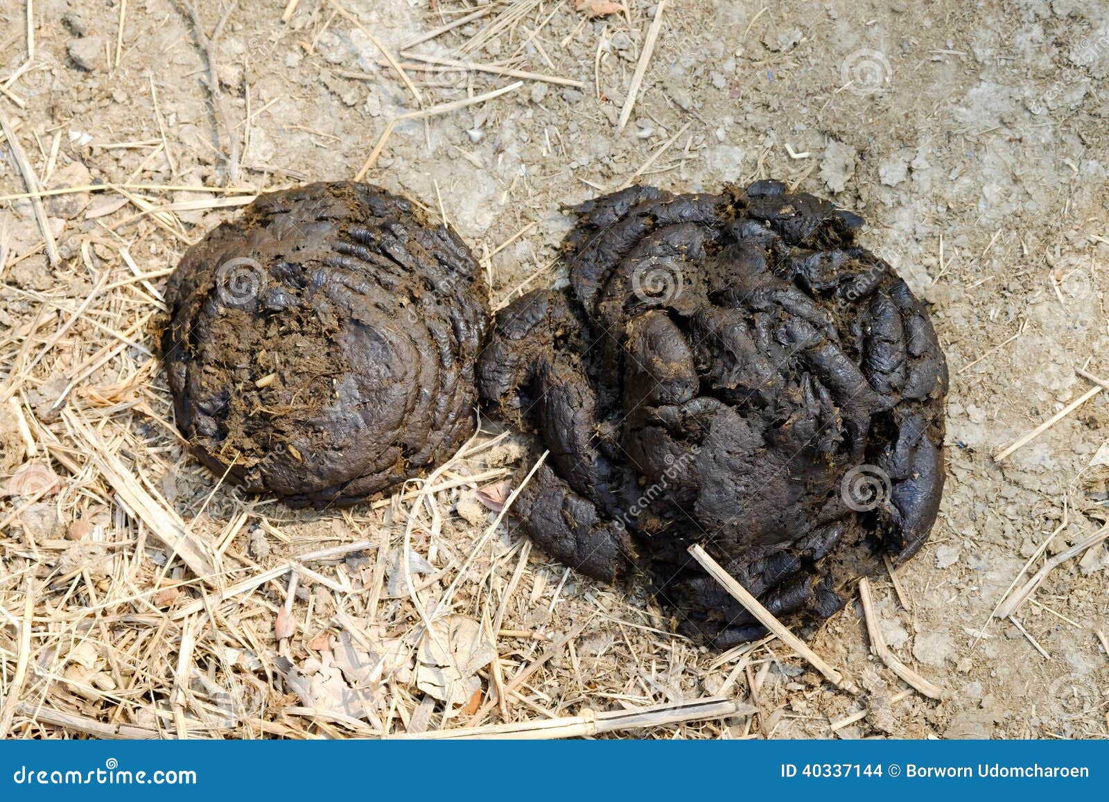 Estrume da vaca foto de stock. Imagem de colheita, grama - 40337144