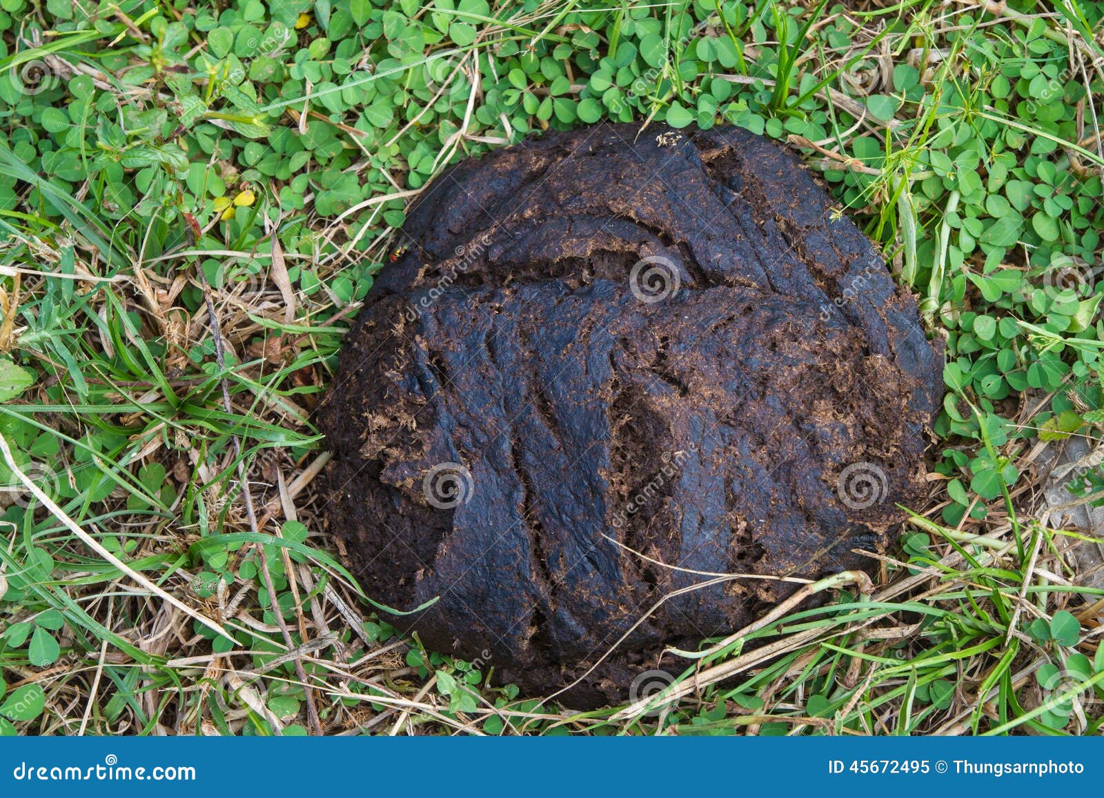 Estrume da vaca imagem de stock. Imagem de marrom, nave - 45672495