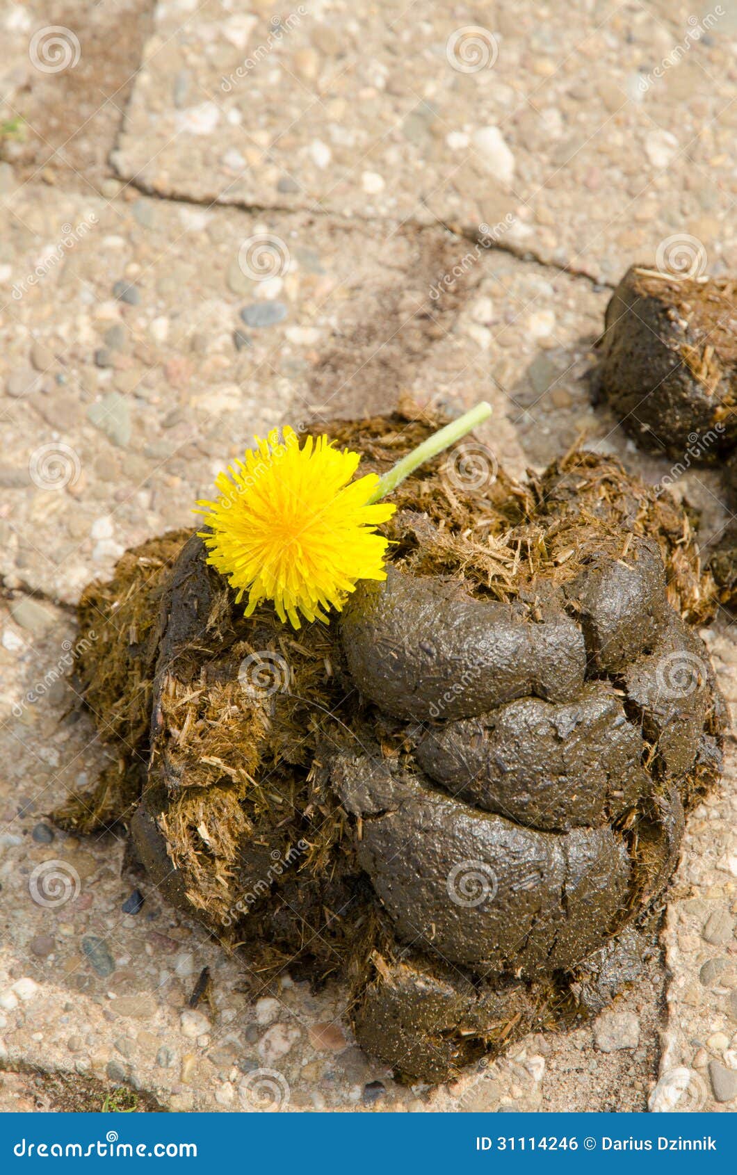 Estrume de cavalo foto de stock. Imagem de cocô, celeiro - 31114246