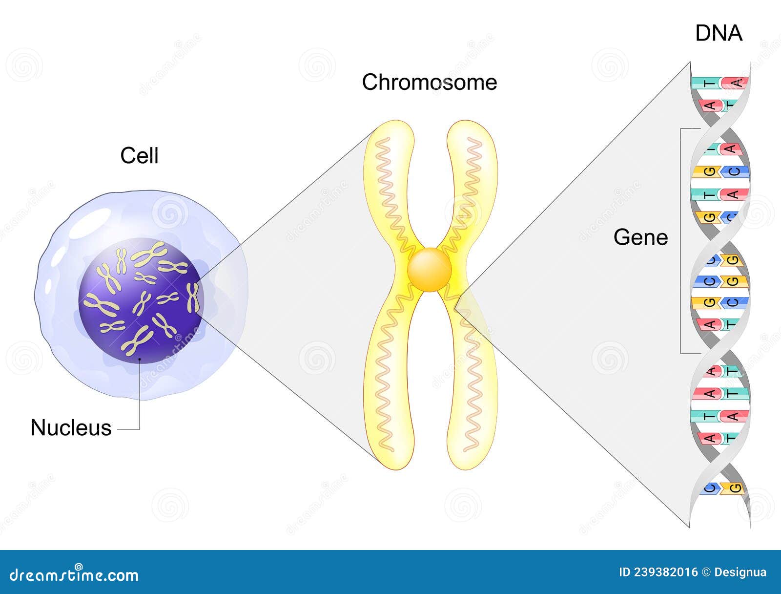 Estrutura Da Célula Do Gene Ao Dna E Ao Cromossoma Ilustração Do Vetor