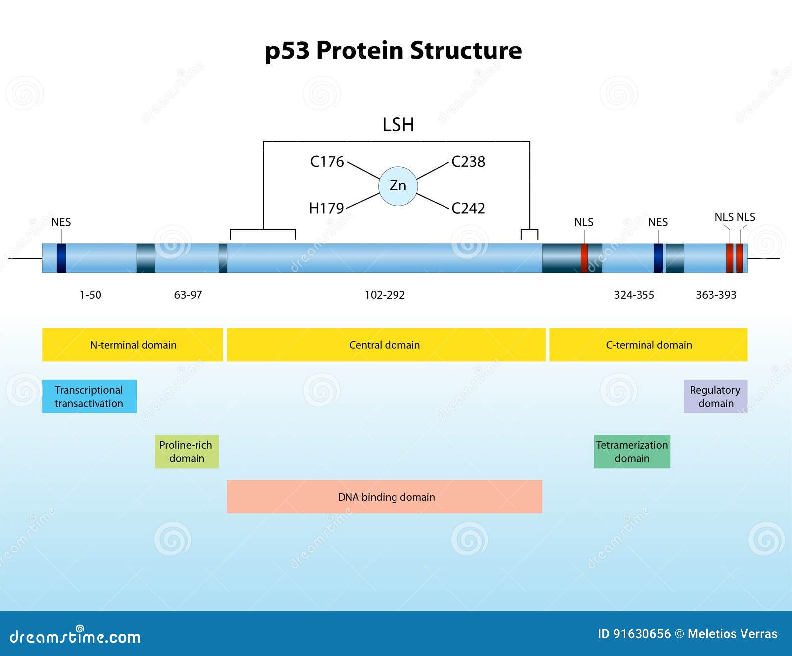 Estrutura da proteína P53 ilustração stock. Ilustração de câncer - 91630656