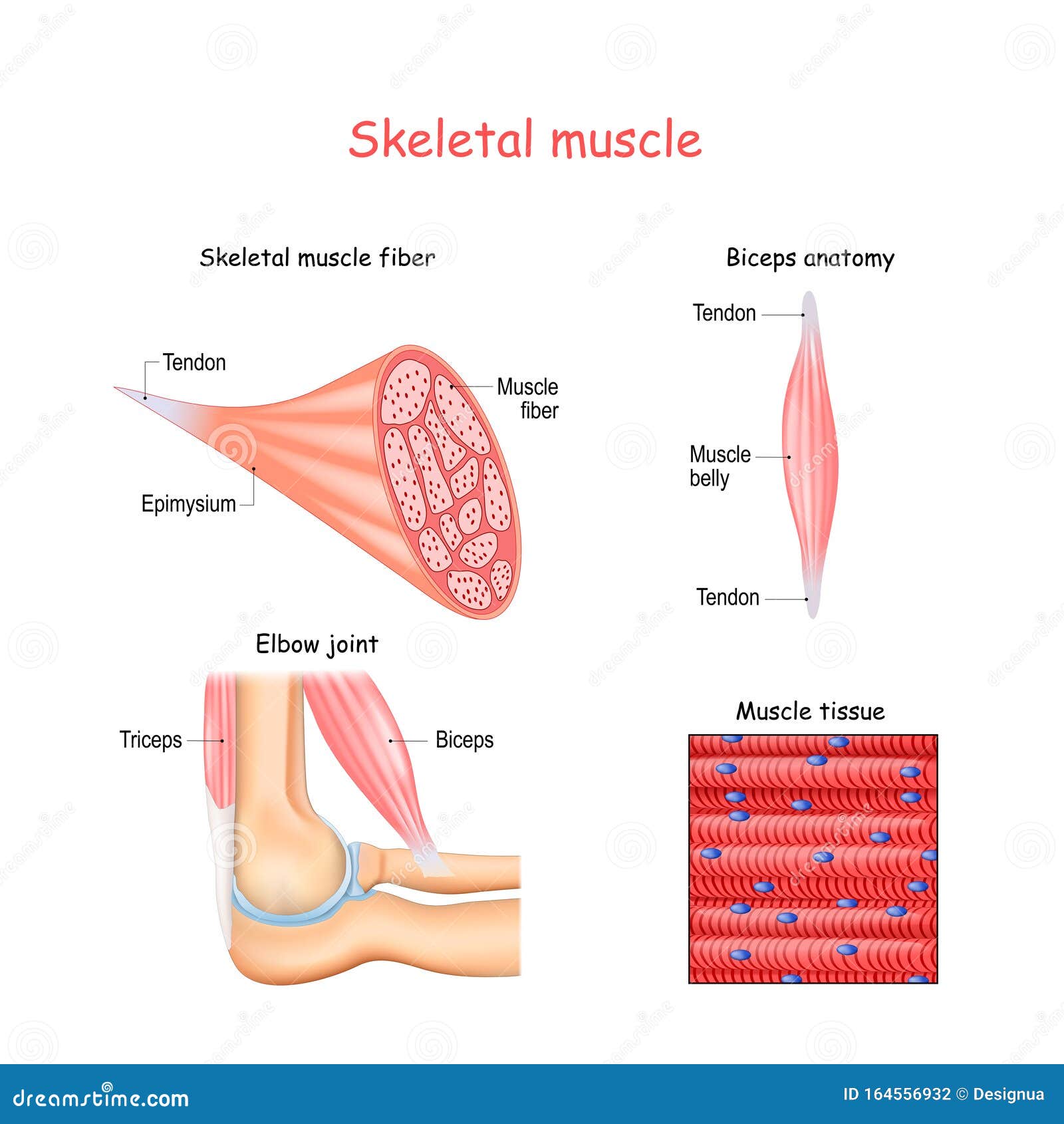 Estrutura Das Fibras Musculares Esqueléticas Anatomia Biceps E Triceps ... Estrutura Das Fibras Musculares Esqueléticas Anatomia Biceps E Triceps ...