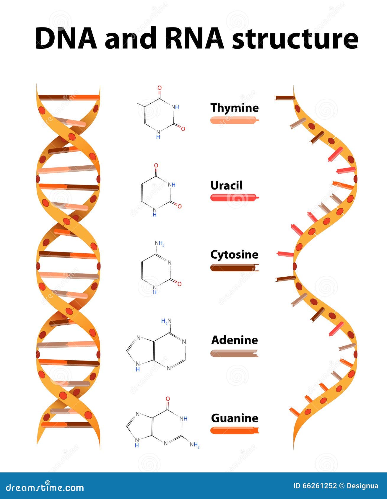 Estrutura Do Rna Humano Tipos E Estrutura De RNA | Concise Medical