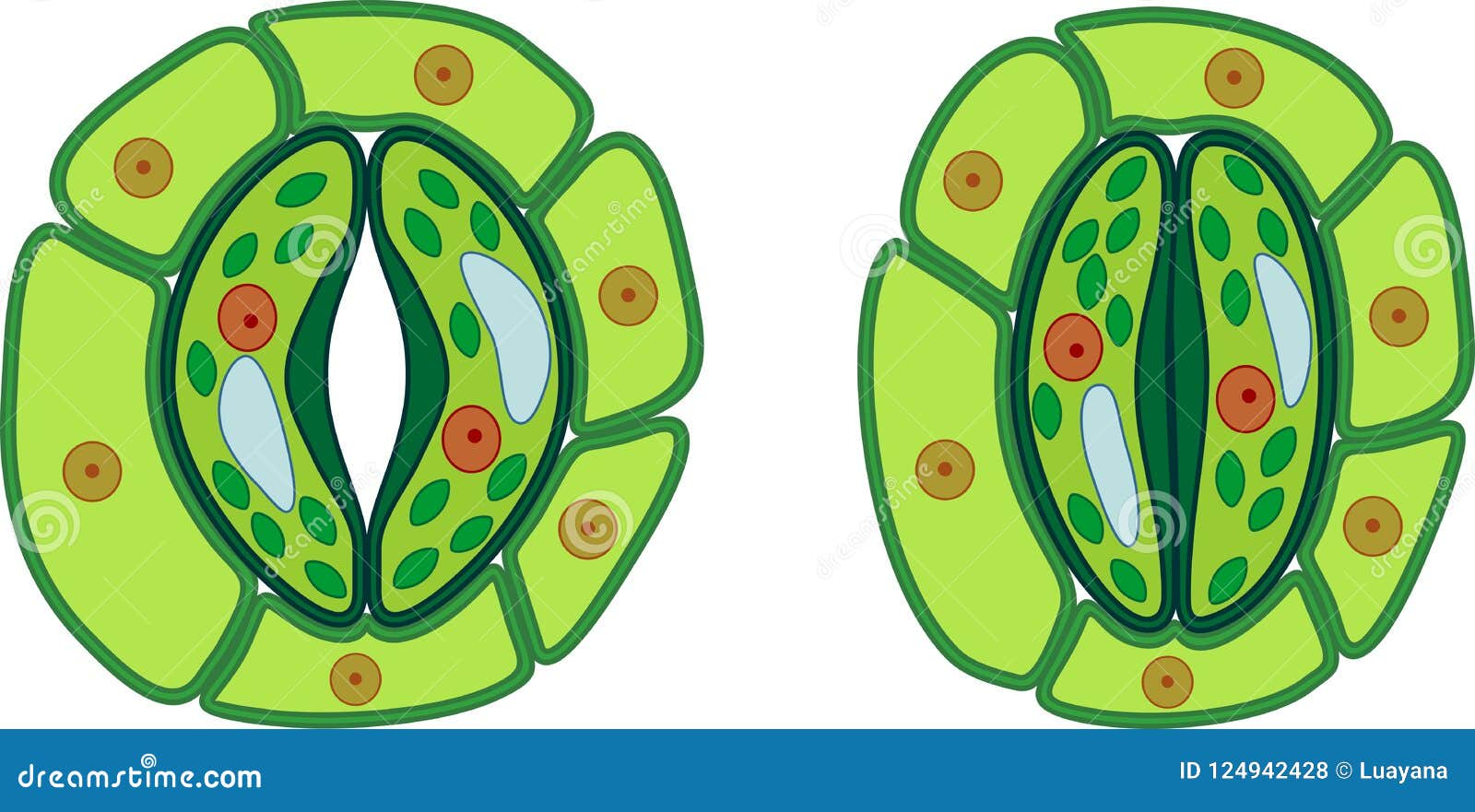 Estrutura Do Complexo Stomatal Com Estoma Aberto E Fechado Ilustração ...