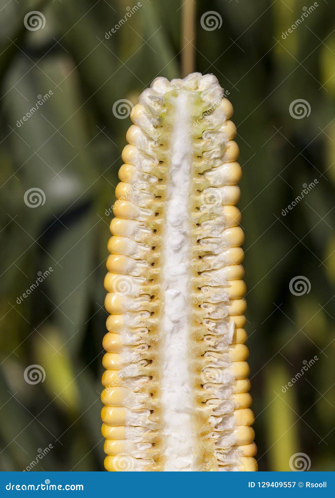 Estrutura Do Milho Da Espiga Para Dentro Imagem de Stock - Imagem de ...