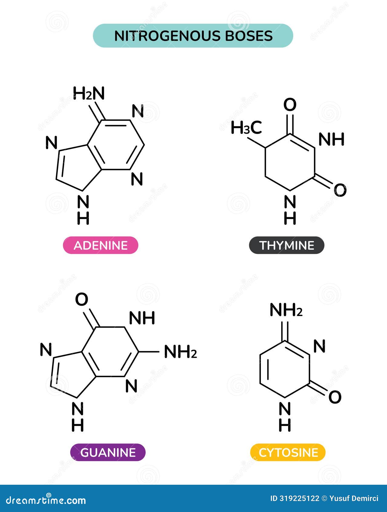 Estrutura Dos Corpos Nitrogenados Ilustração Stock - Ilustração de ...