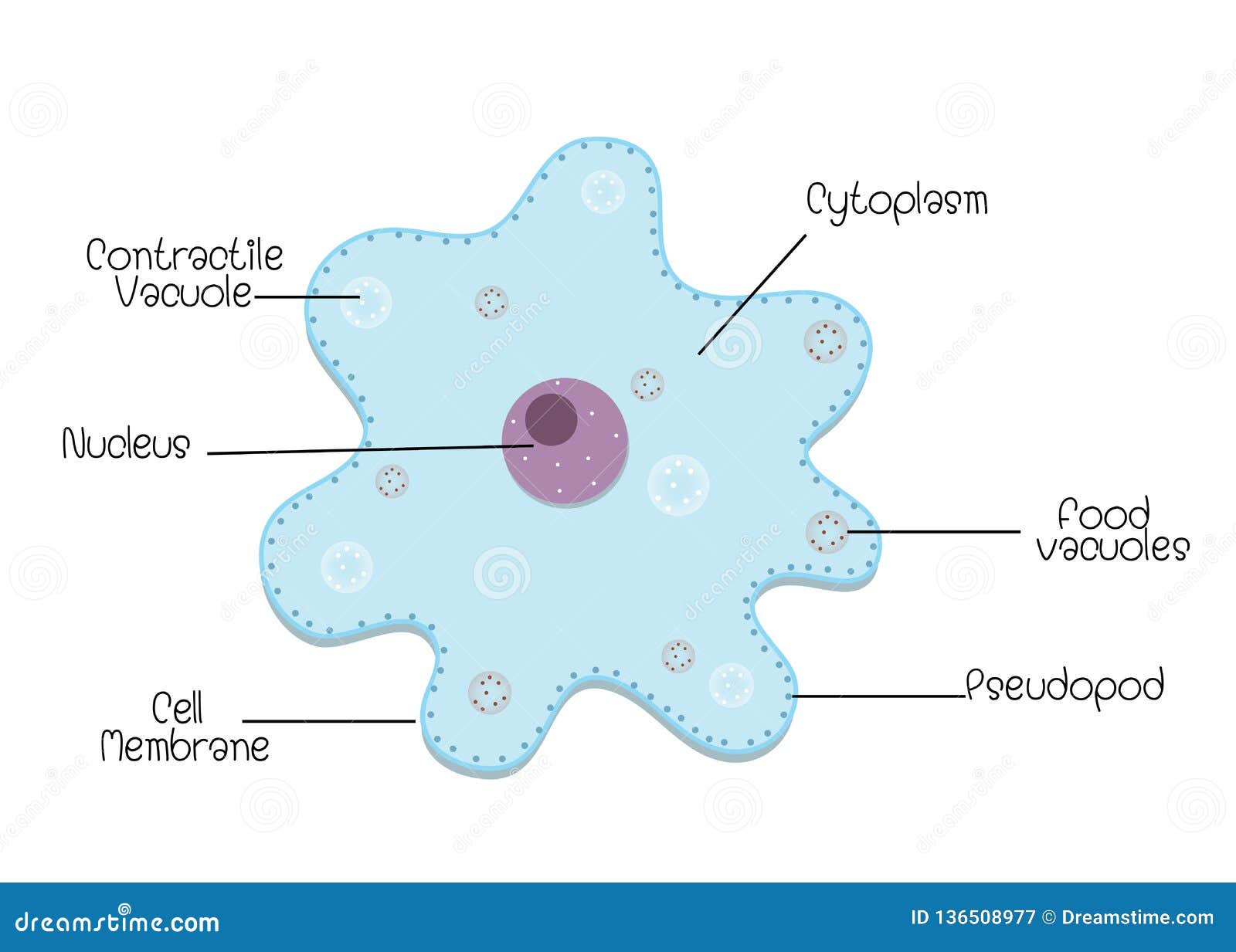 A Estrutura E O Diagrama Da Ameba Ilustração do Vetor - Ilustração de ...