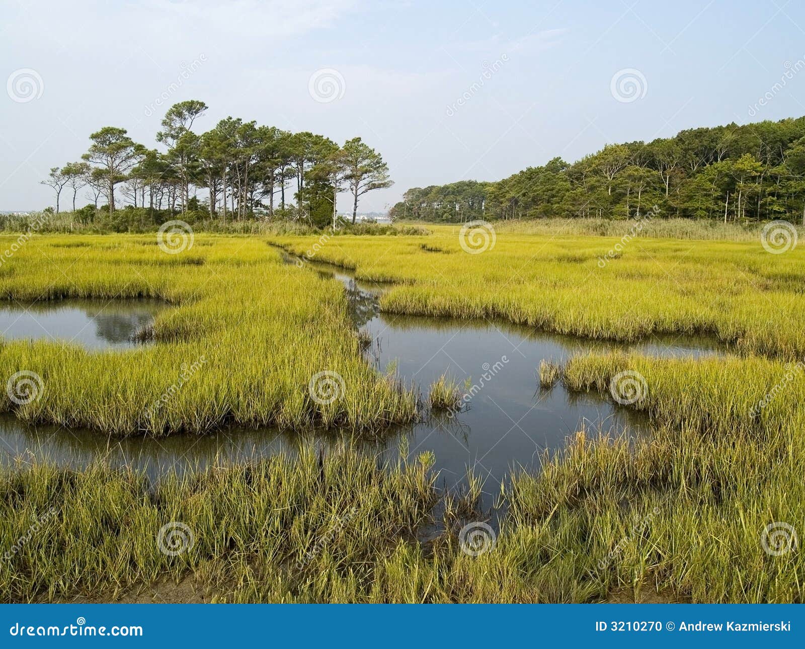 Estuarium stock foto. Image of moeras, wijd, weiden, moerasland - 3210270