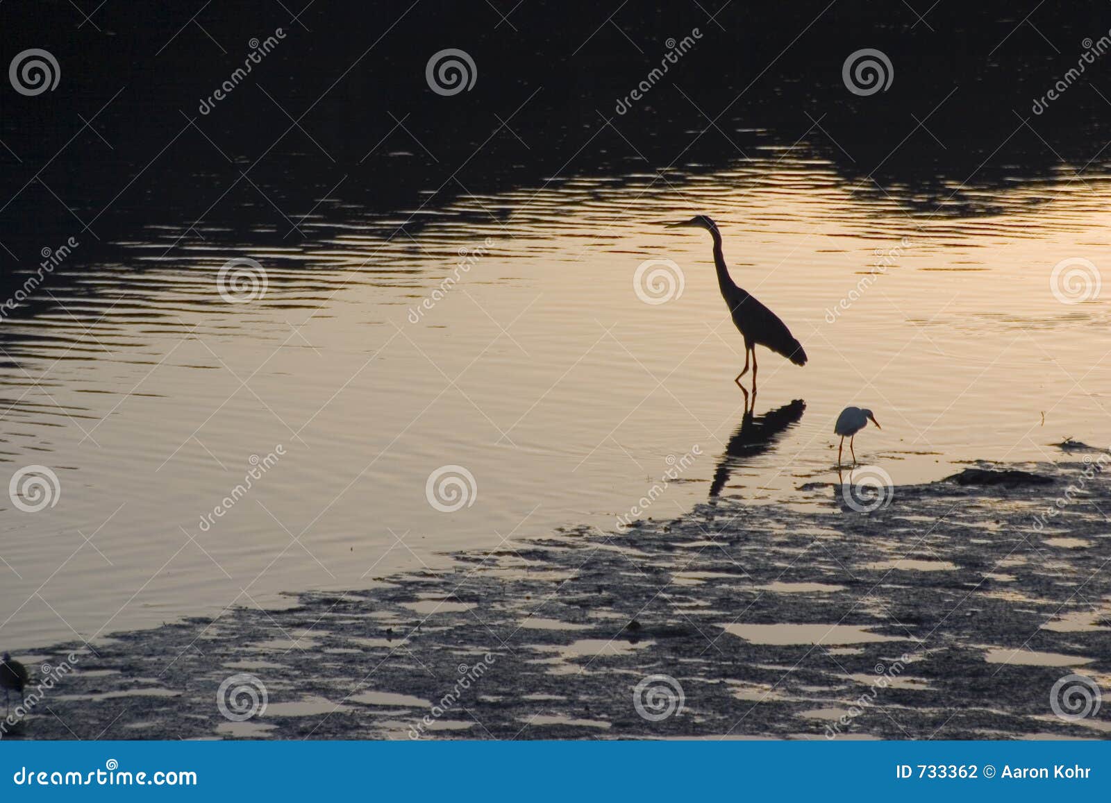 Estuary Birds 2 stock photo. Image of ripple, estuary, wilderness - 733362