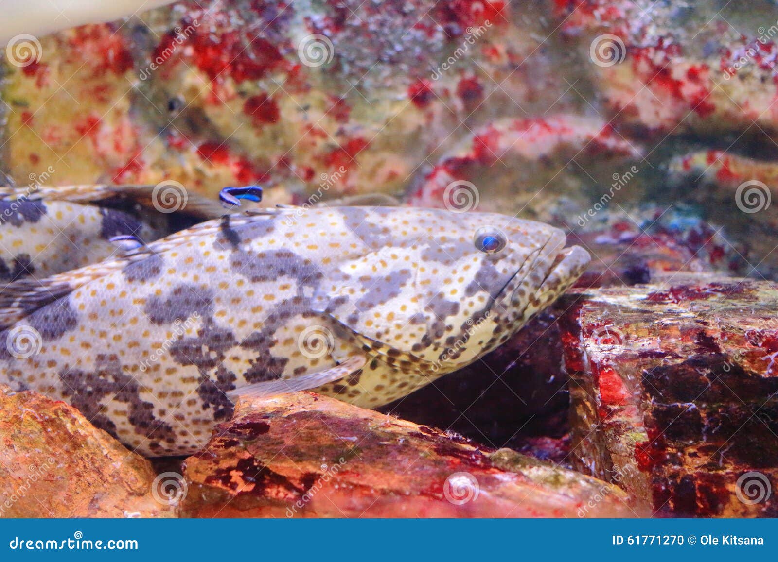 Estuary grouper stock photo. Image of estuary, aquarium - 61771270