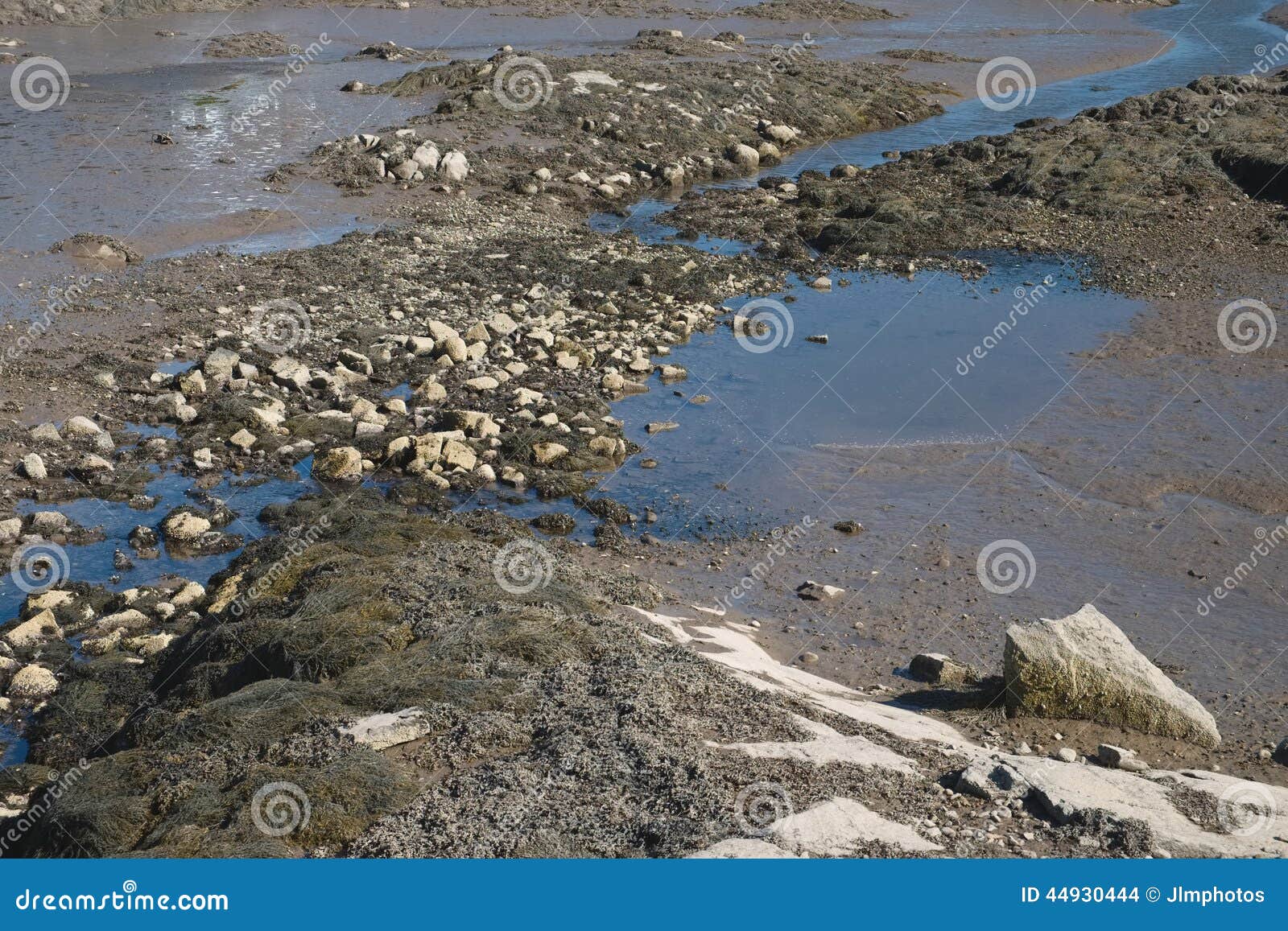 Estuary Low Tide Exposes the Thick Mud and Seaweed and Barnacle Stock ...