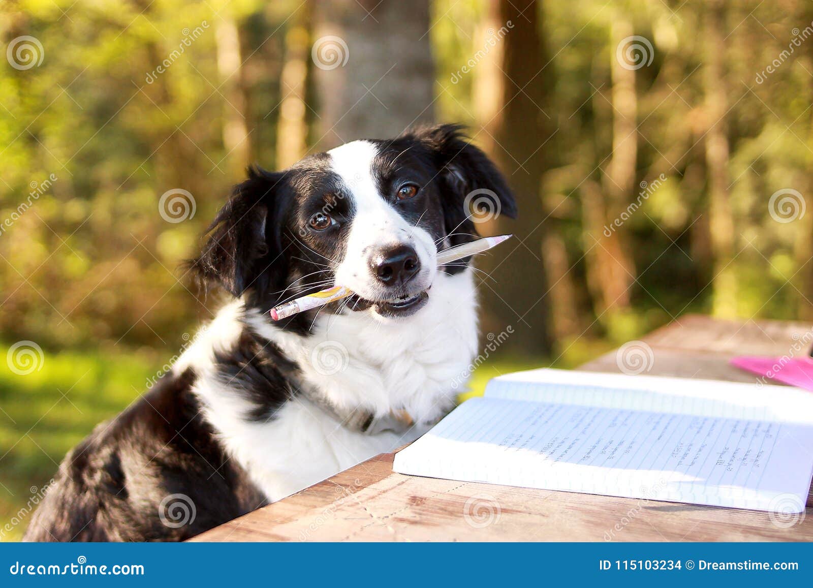 Estudiar el perro foto de archivo. Imagen de perro, escritura - 115103234