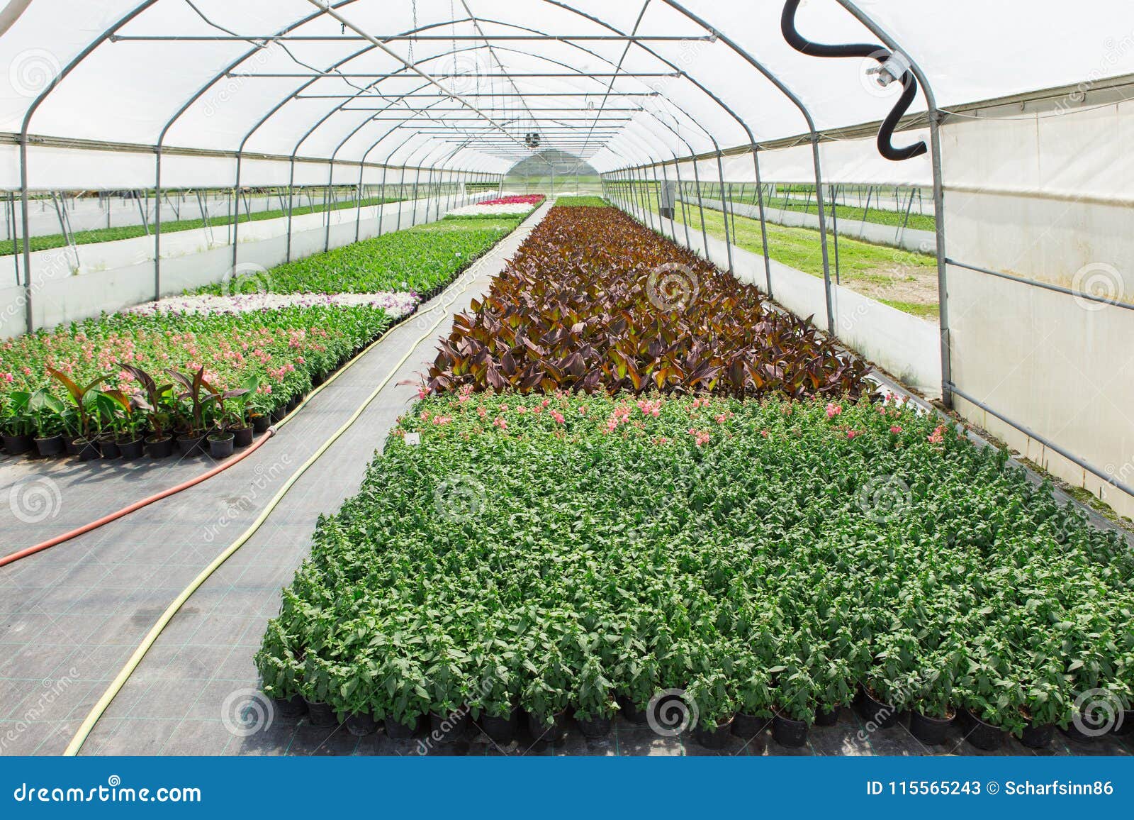 Estufa Com Controle Do Microclima Imagem de Stock - Imagem de ...