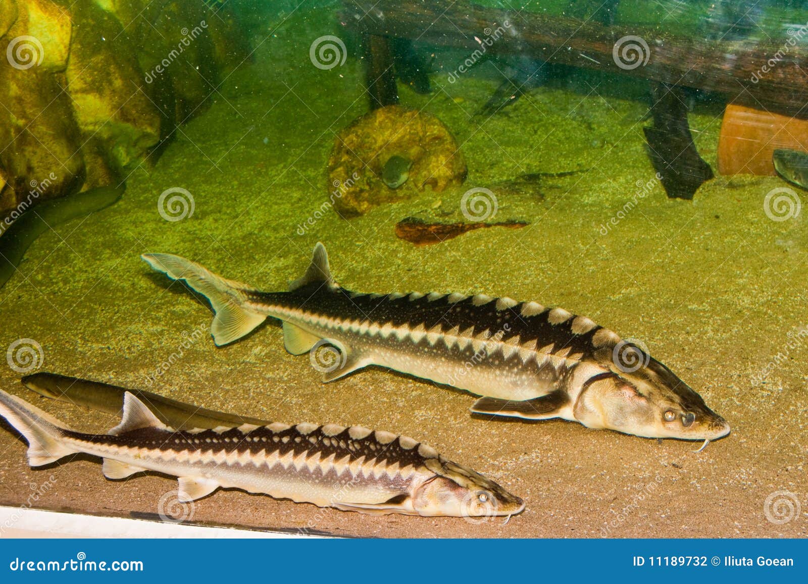Esturgeon de Danube photo stock. Image du ferme, saltwater - 11189732