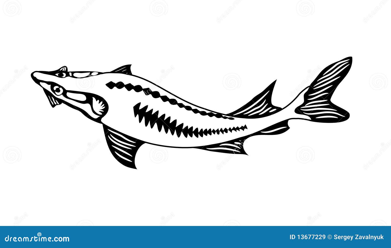 Esturgeon de fleuve illustration de vecteur. Illustration du loquet ...