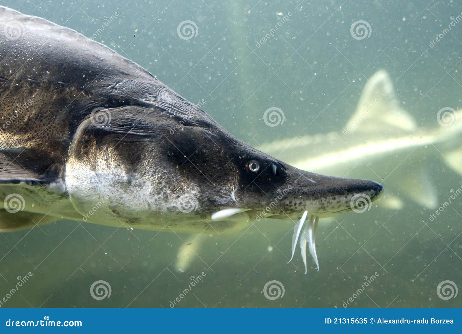 Esturión de la beluga imagen de archivo. Imagen de nariz - 21315635