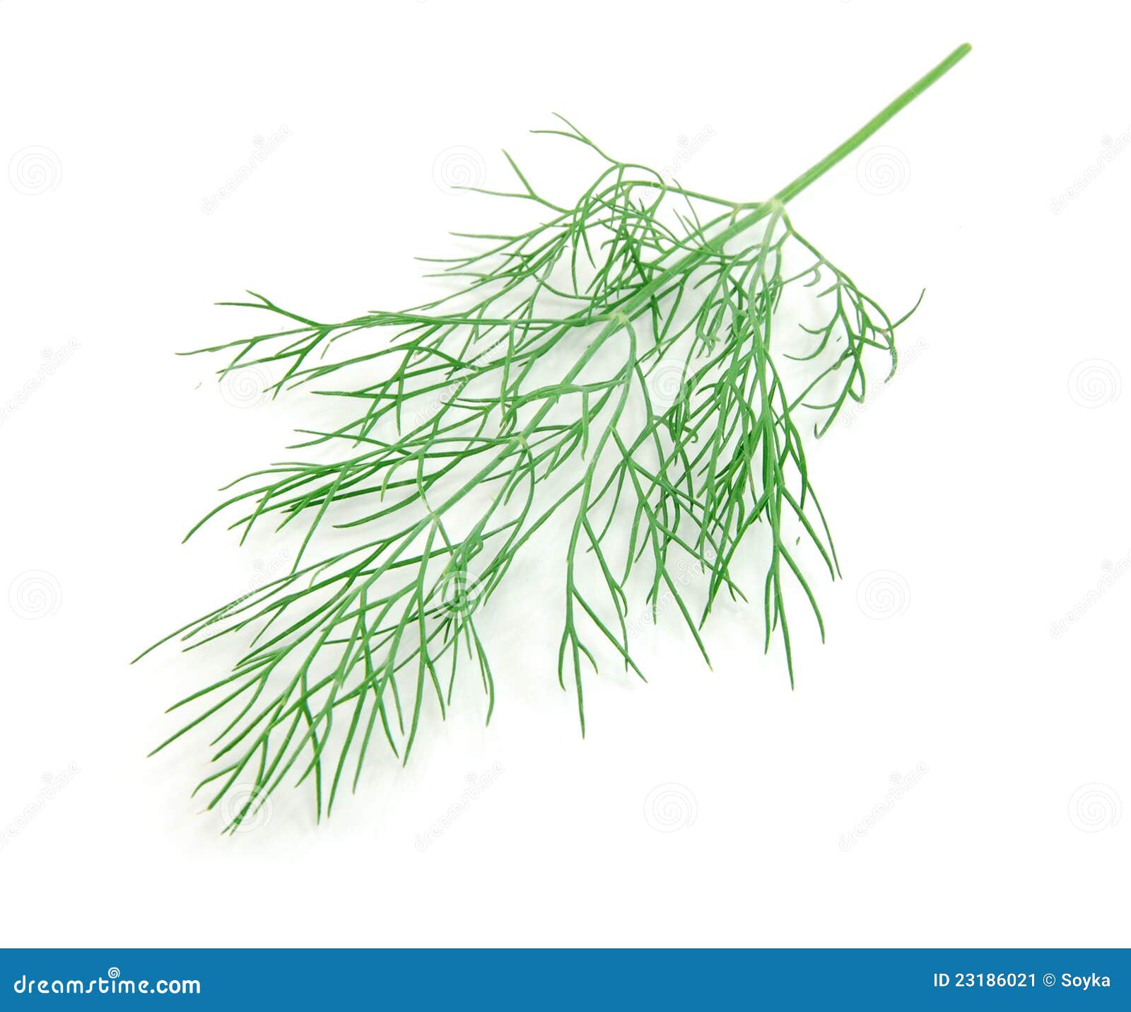 Esverdeie a Folha Da Erva-doce No Branco Imagem de Stock - Imagem de ...