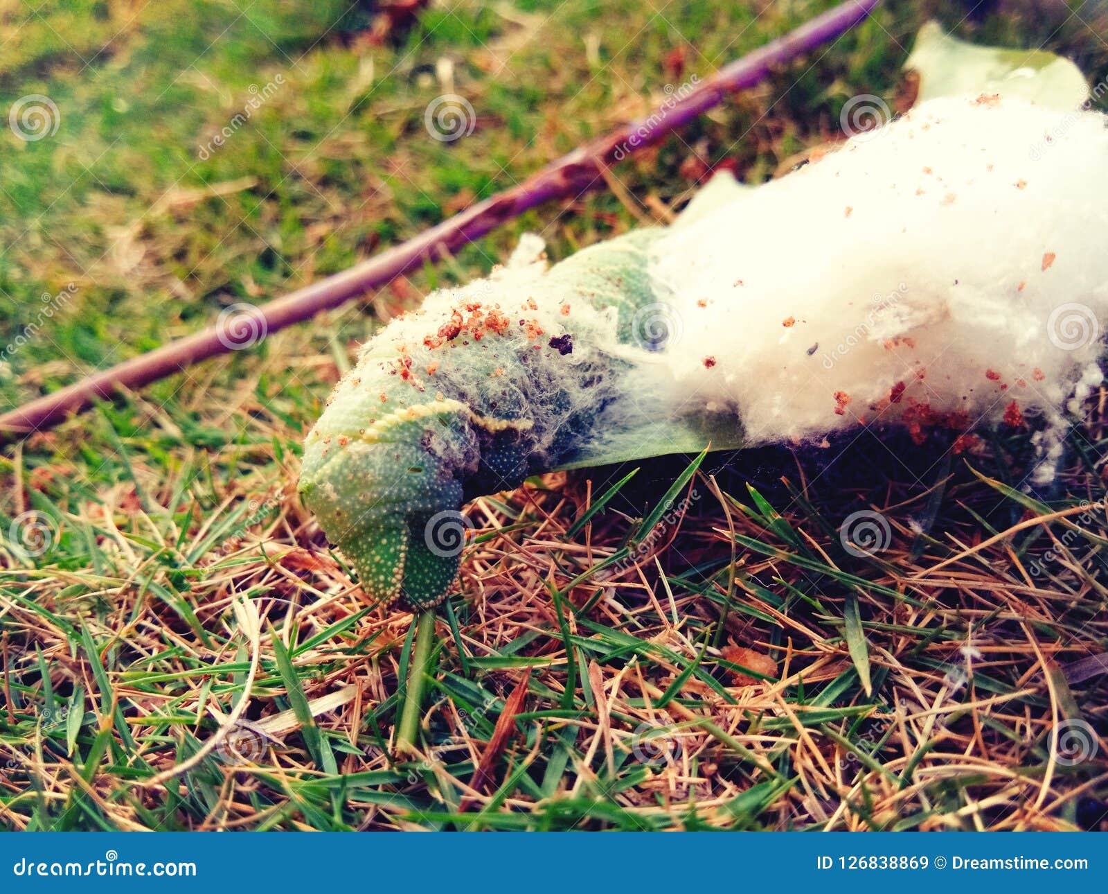 Etapa de la larva imagen de archivo. Imagen de larva - 126838869