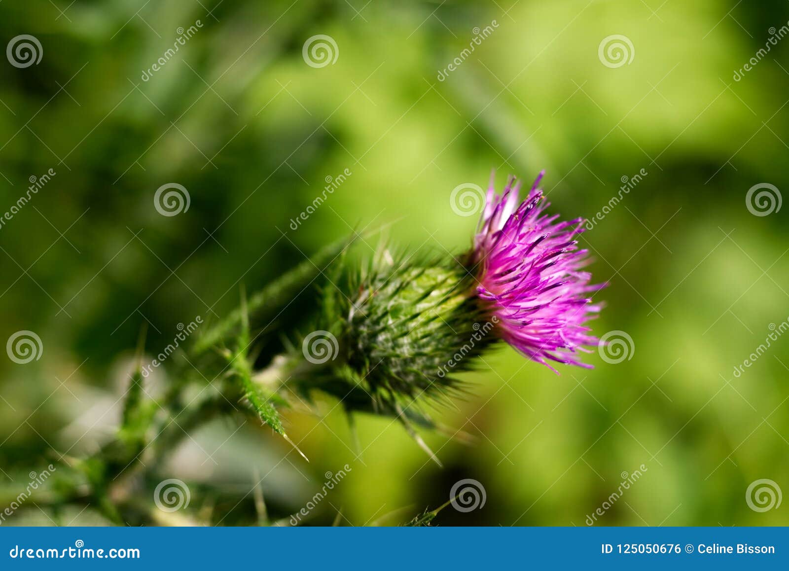 Etapa De Un Cardo - Etapa 2 Foto de archivo - Imagen de cubo, macro ...