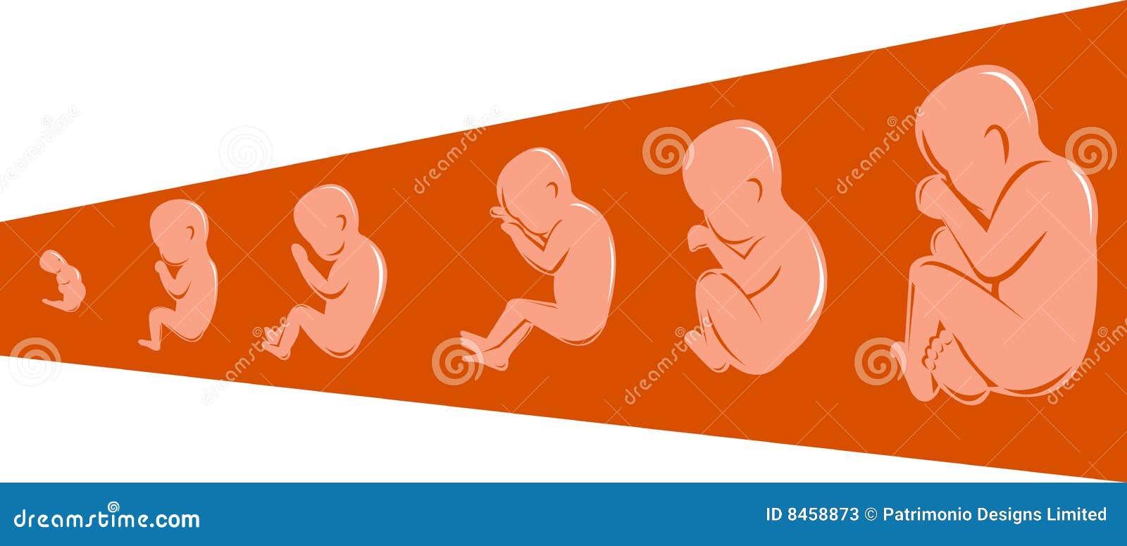 Etapas Del Desarrollo Del Feto Stock de ilustración - Ilustración de ...