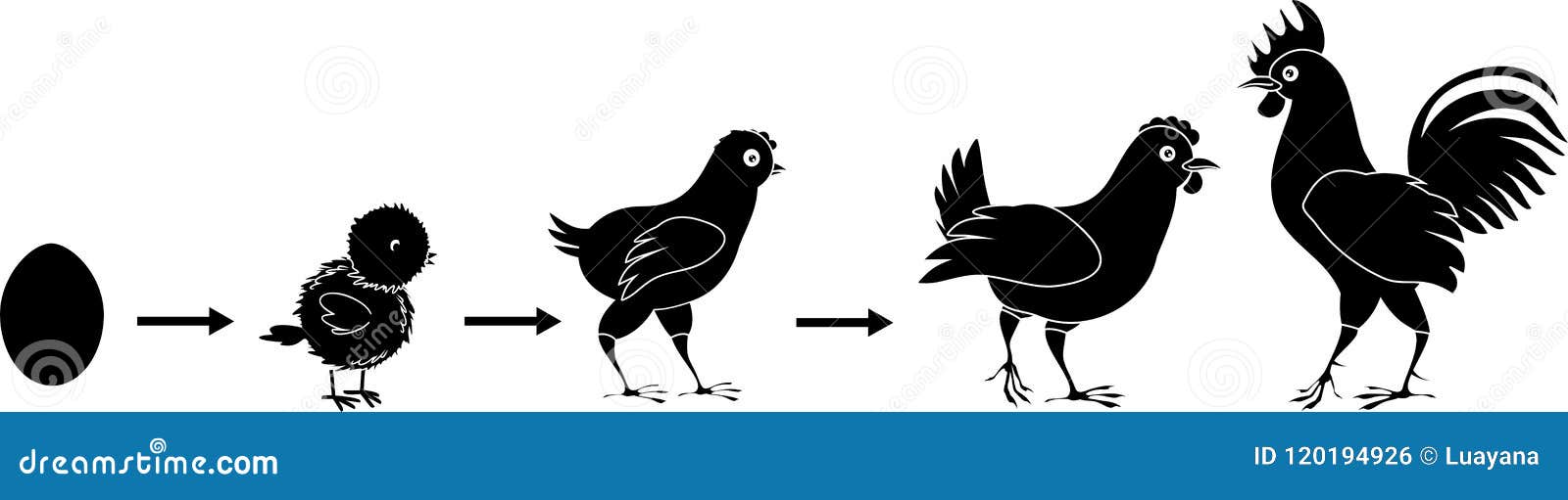 Etapas del pollo ilustración del vector. Ilustración de etapas - 120194926