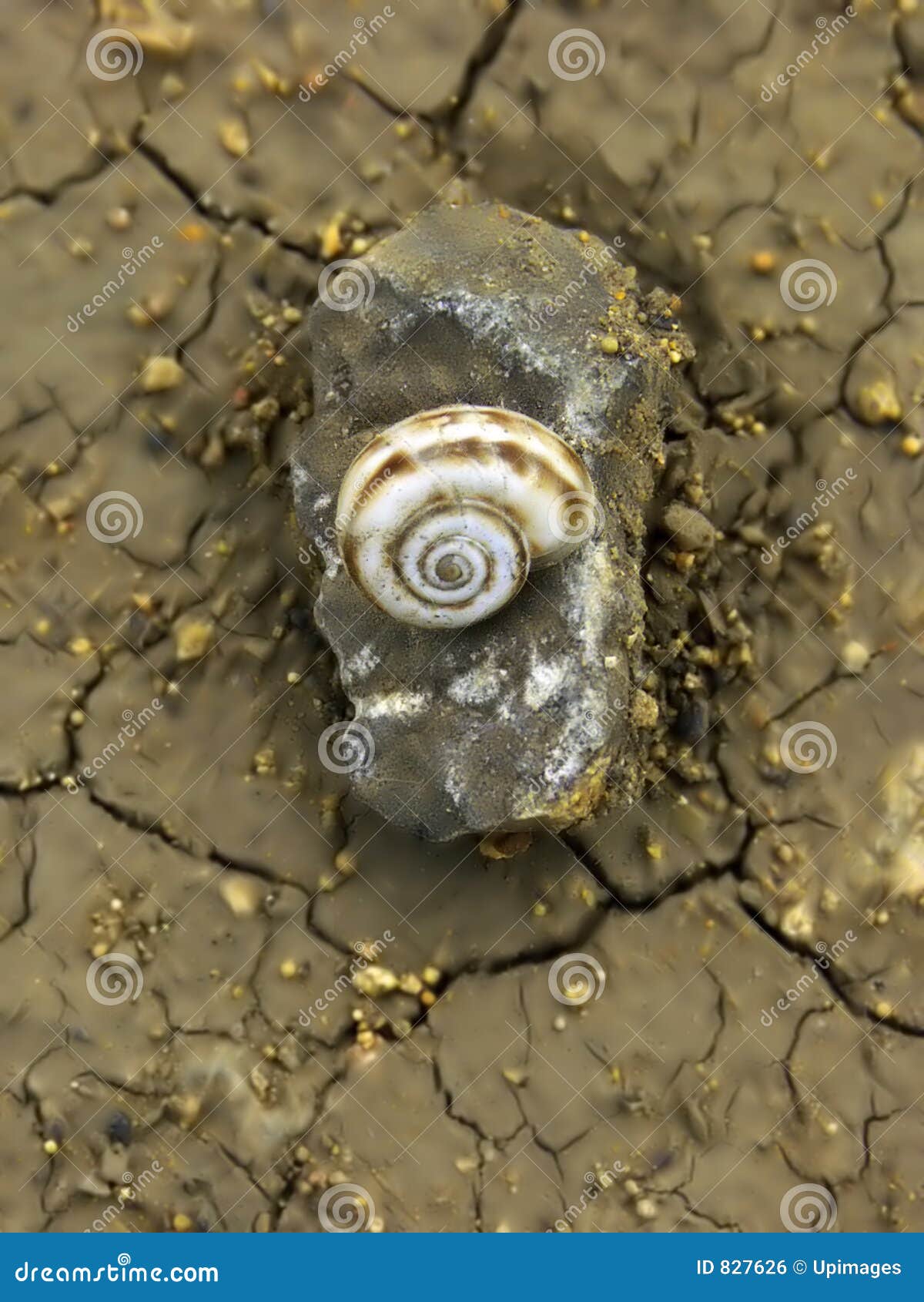 Eternal Nature stock photo. Image of closeup, desolate - 827626