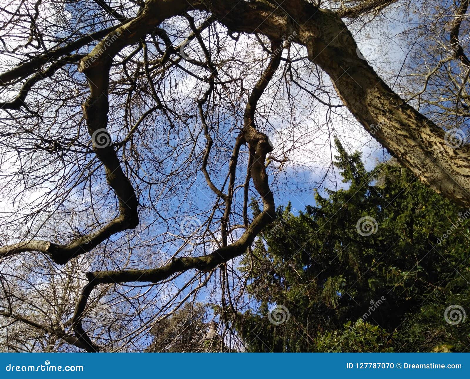 Eternity in Trees. White Cloud. Blue Sky. Still Bare Branches. it`s ...