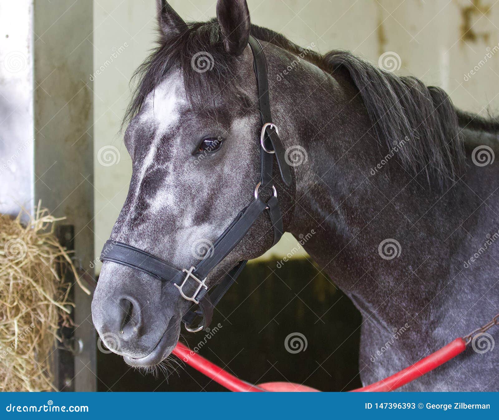 Gray Racehorse - Ethan Hunt Editorial Stock Photo - Image of ...