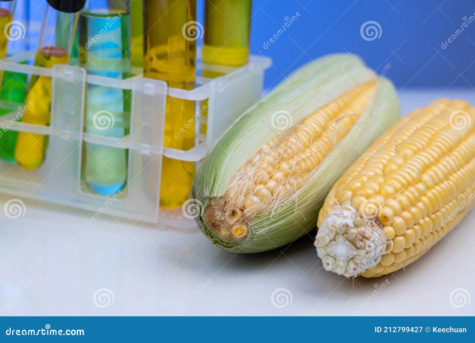 Ethanol Biofuel Derived from Corn Maze with Beaker Test Tubes in ...