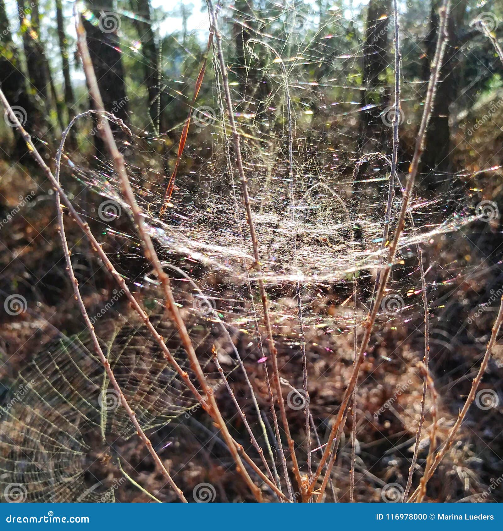 Spiderweb Web Webcob Grass Nature Sunshine Enchanting Magical Stock ...