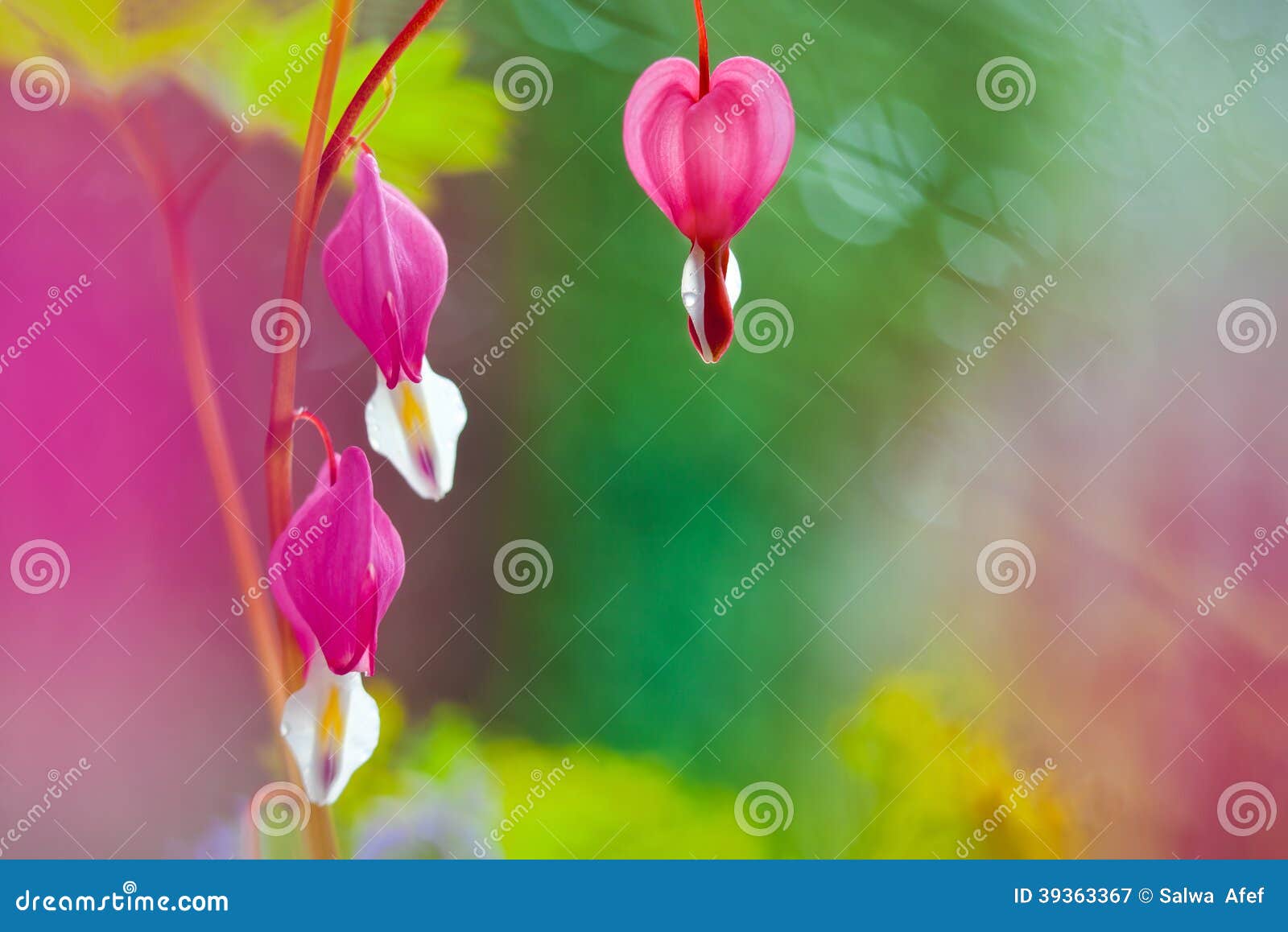 Ethereal Heart stock image. Image of white, bokehlicious - 39363367