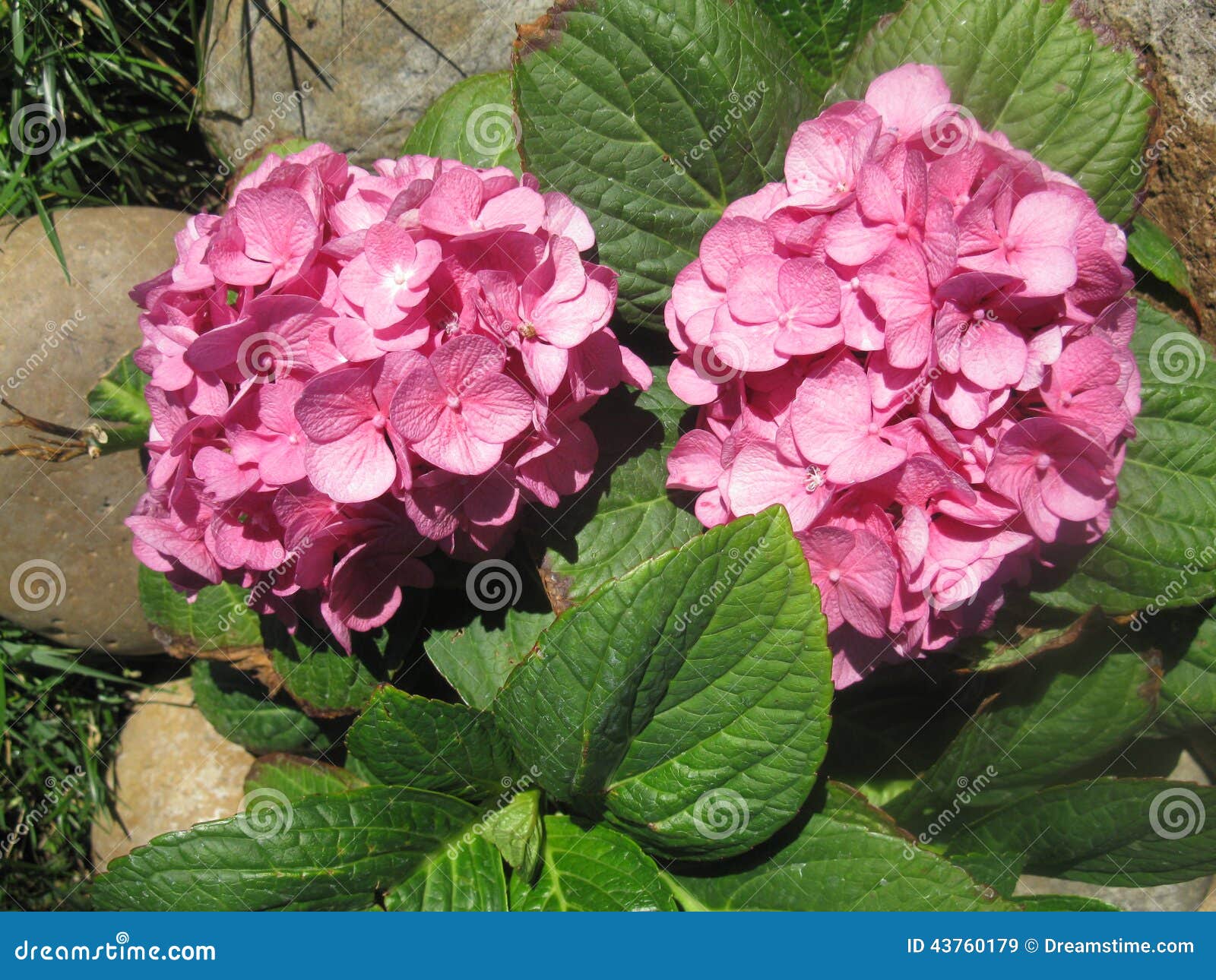 Ethereal pink flowers stock image. Image of ethereal - 43760179