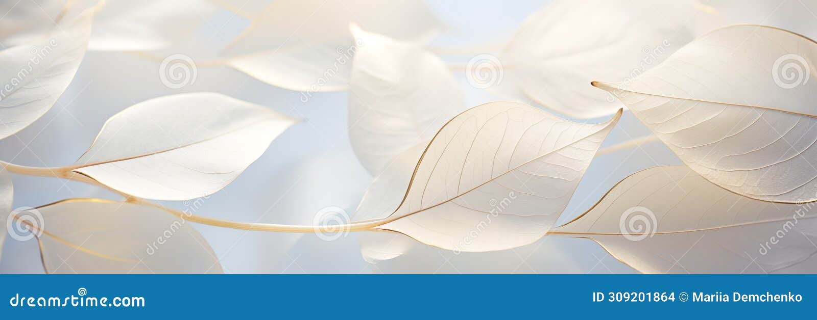 Ethereal White Leaves with Delicate Veins Background Banner. Panoramic ...