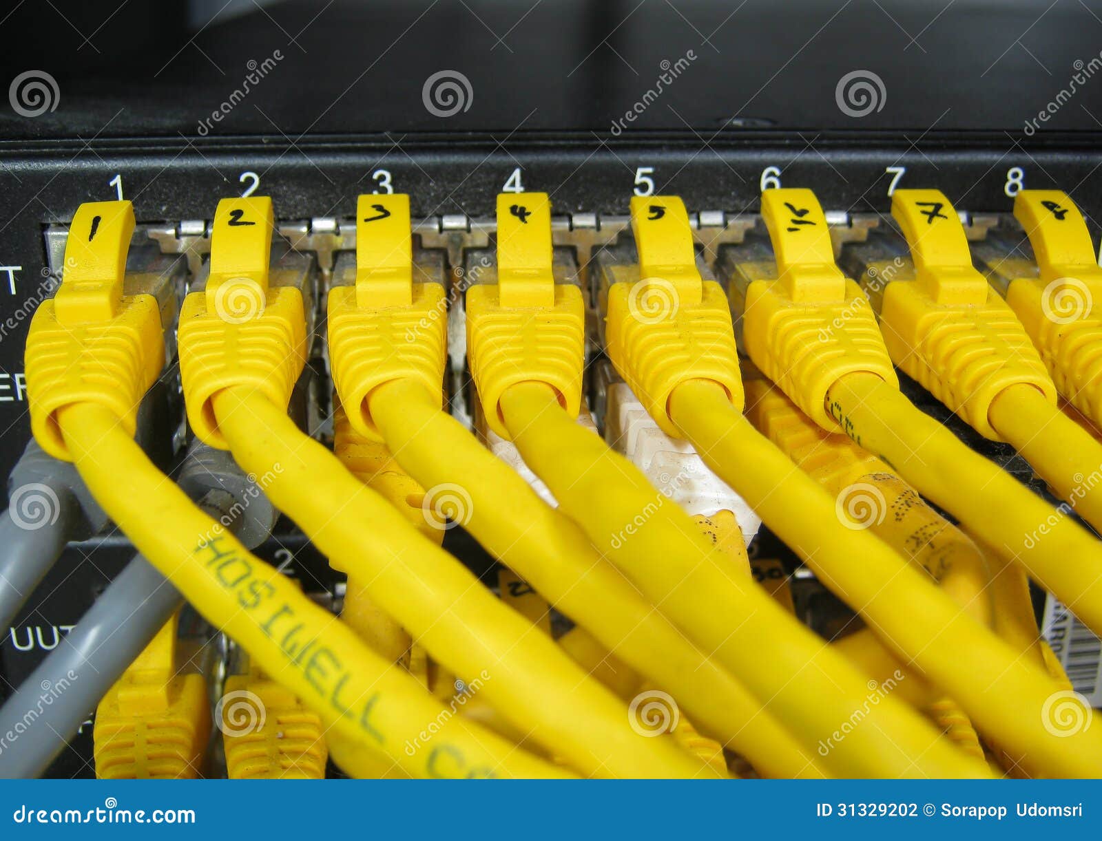 Ethernet RJ45 Cables are Connected To Internet Switch Stock Photo ...