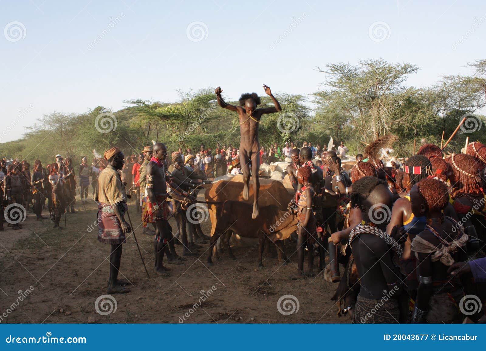 Ethiopia Bull jumping editorial photography. Image of ethiopia - 20043677