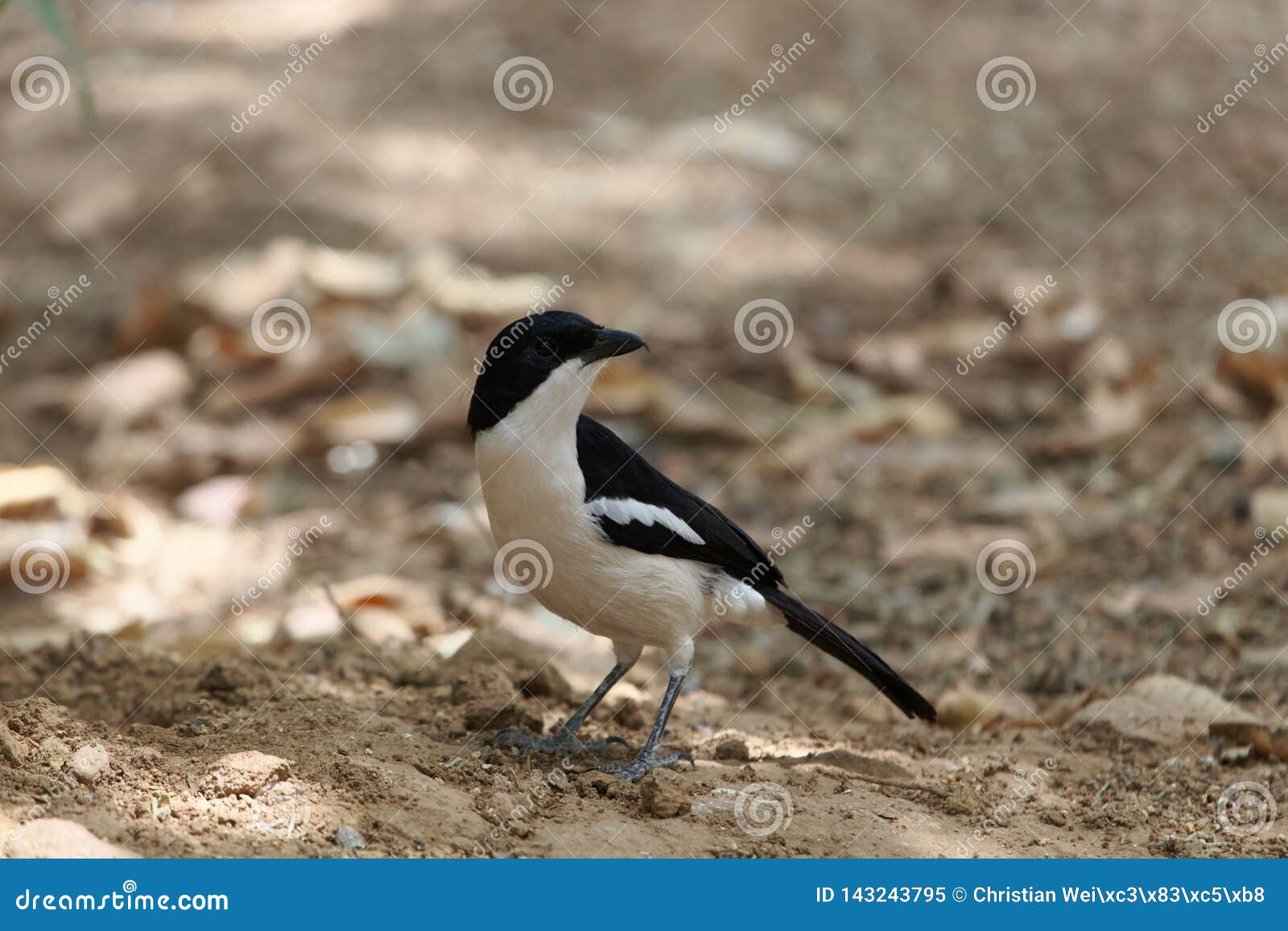 An Ethiopian Boubou, Laniarius Aethiopicus, In A Tree Stock Photography ...