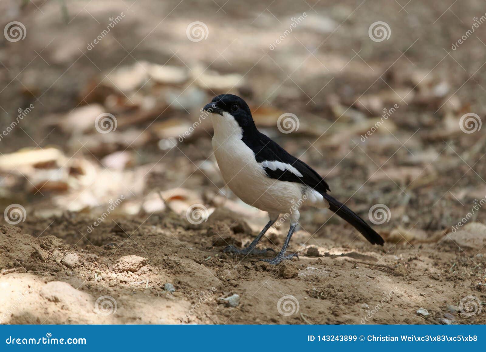 An Ethiopian Boubou, Laniarius Aethiopicus, In A Tree Stock Photography ...
