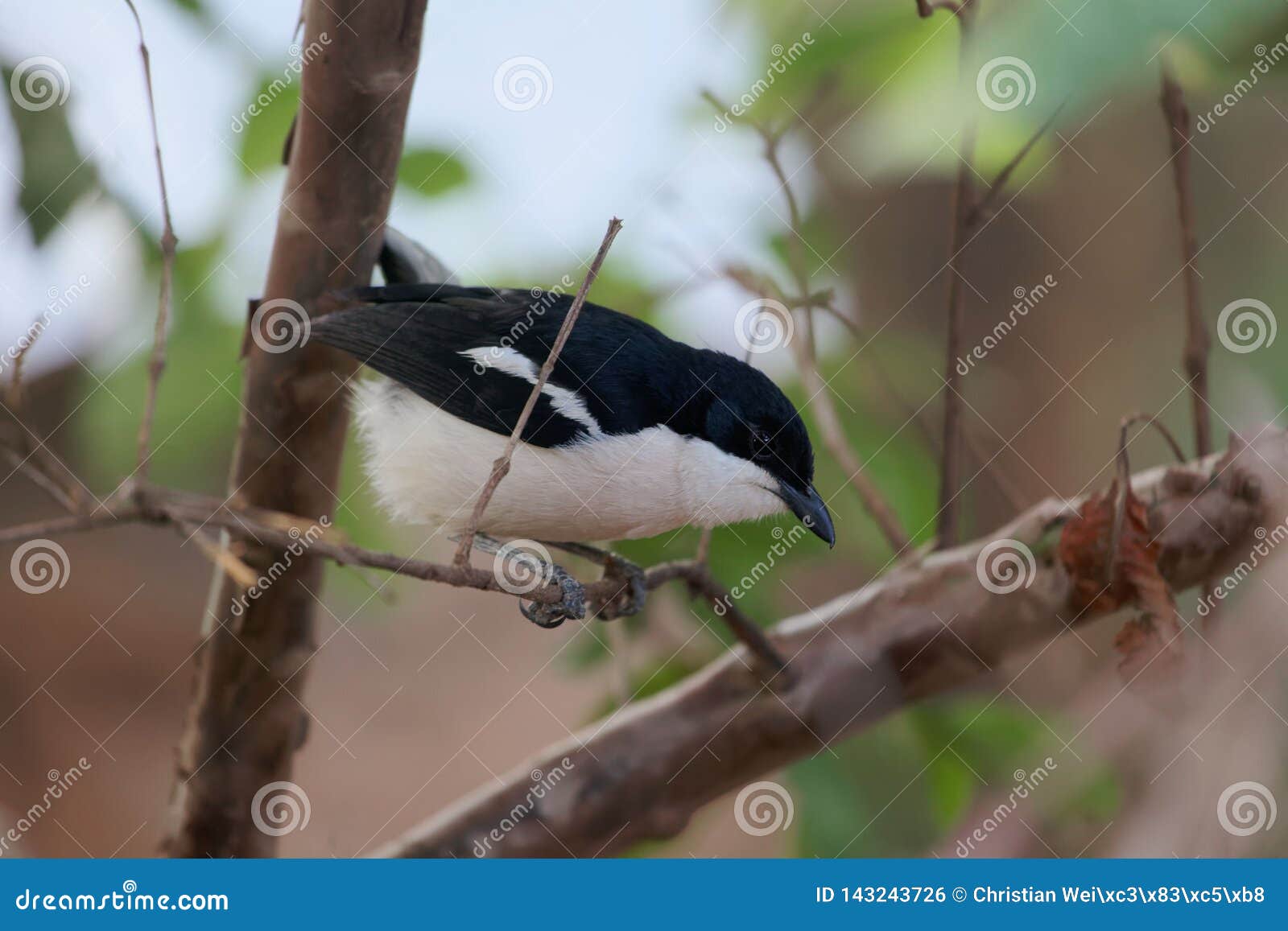 An Ethiopian Boubou, Laniarius Aethiopicus, in a Tree Stock Photo ...