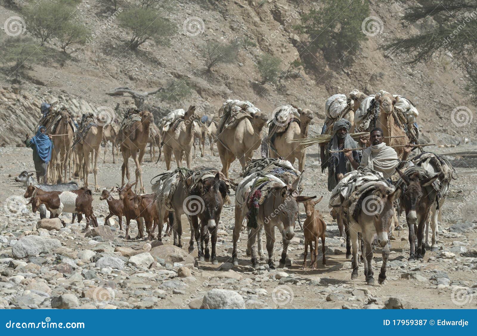 Camel Caravan And Afar Mining Salt In Danakil Depression, Ethiopia ...