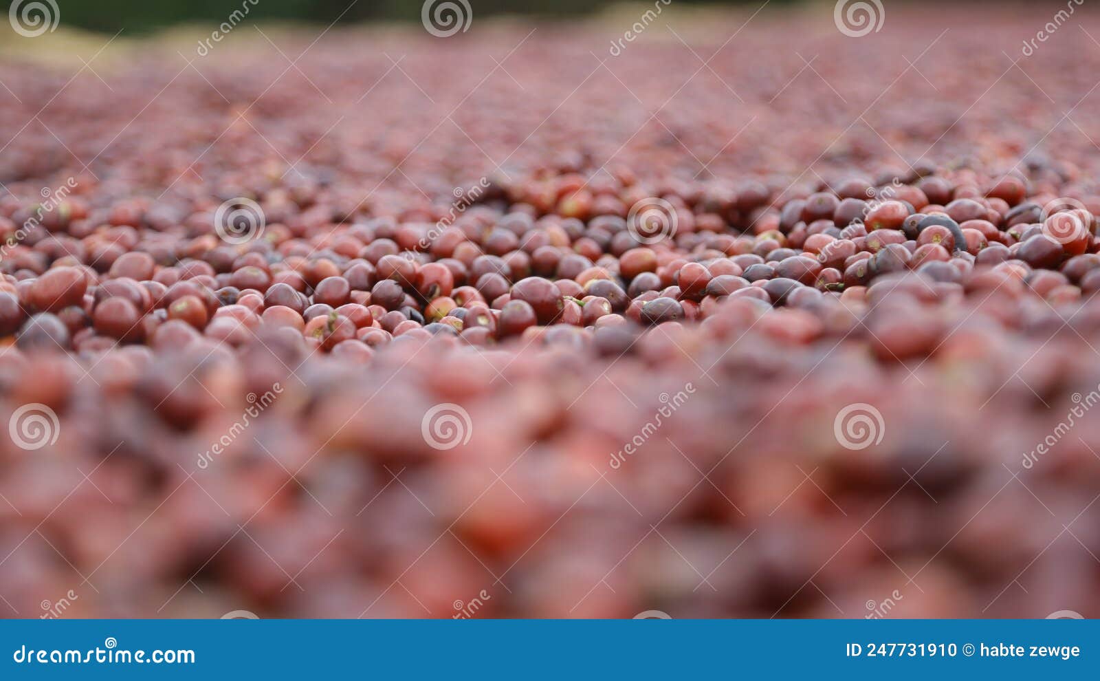 Ethiopian coffee sidama stock photo. Image of cuisine - 247731910