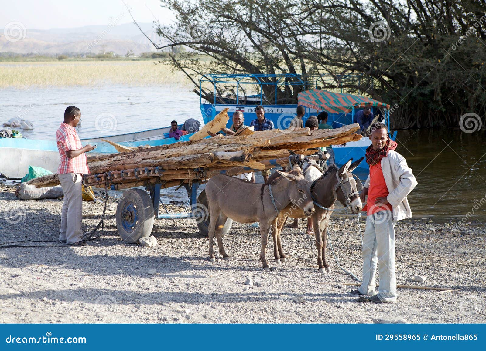 Ethiopian donkey carriage editorial image. Image of place - 29558965