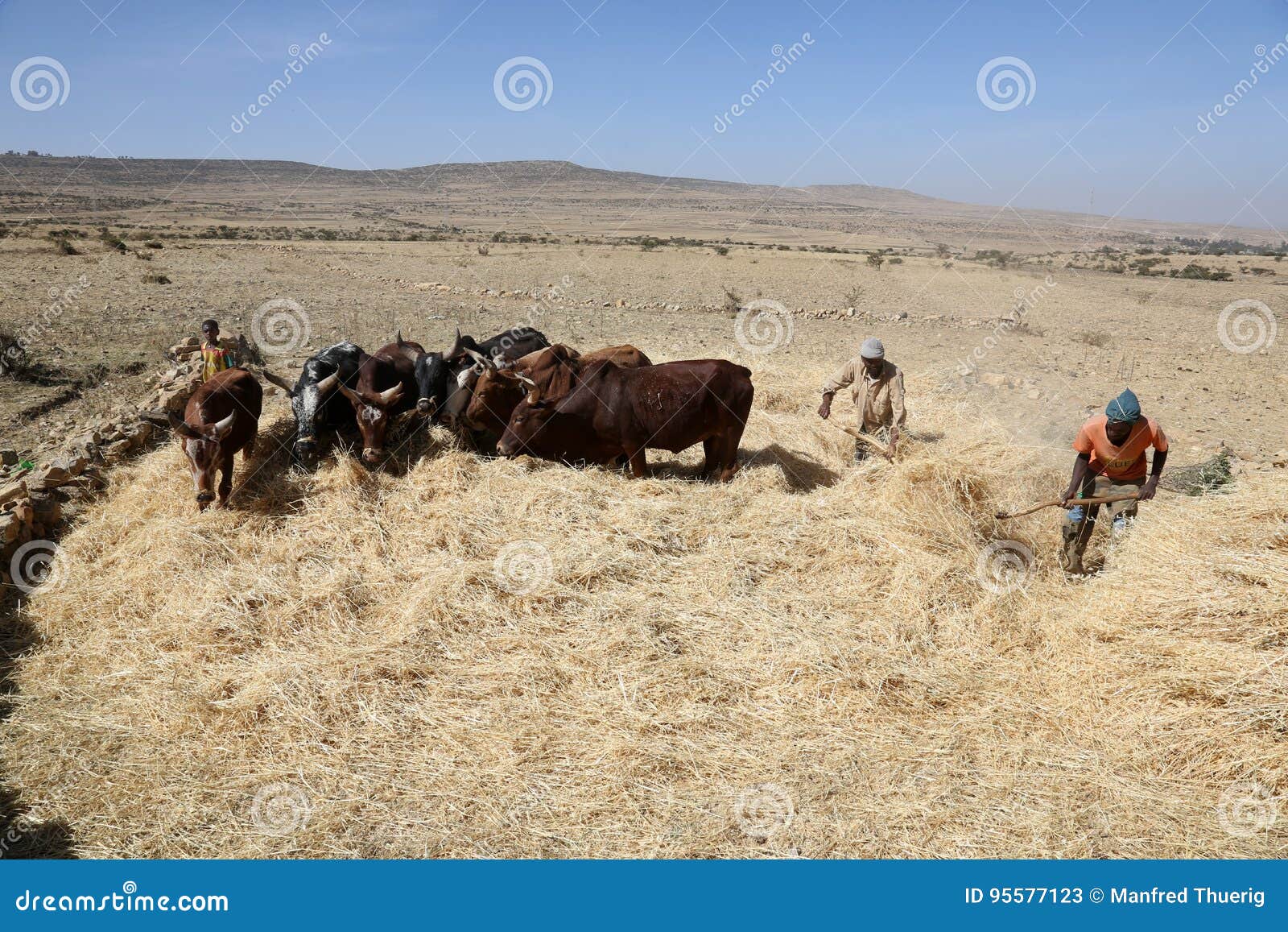 Ethiopian Farmer Using His Cows for Threshing Harvest Editorial Stock ...