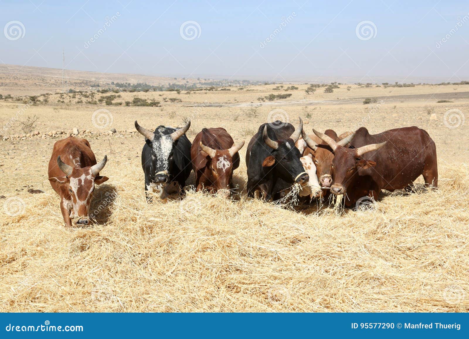 Ethiopian Farmer Using His Cows for Threshing Harvest Stock Photo ...