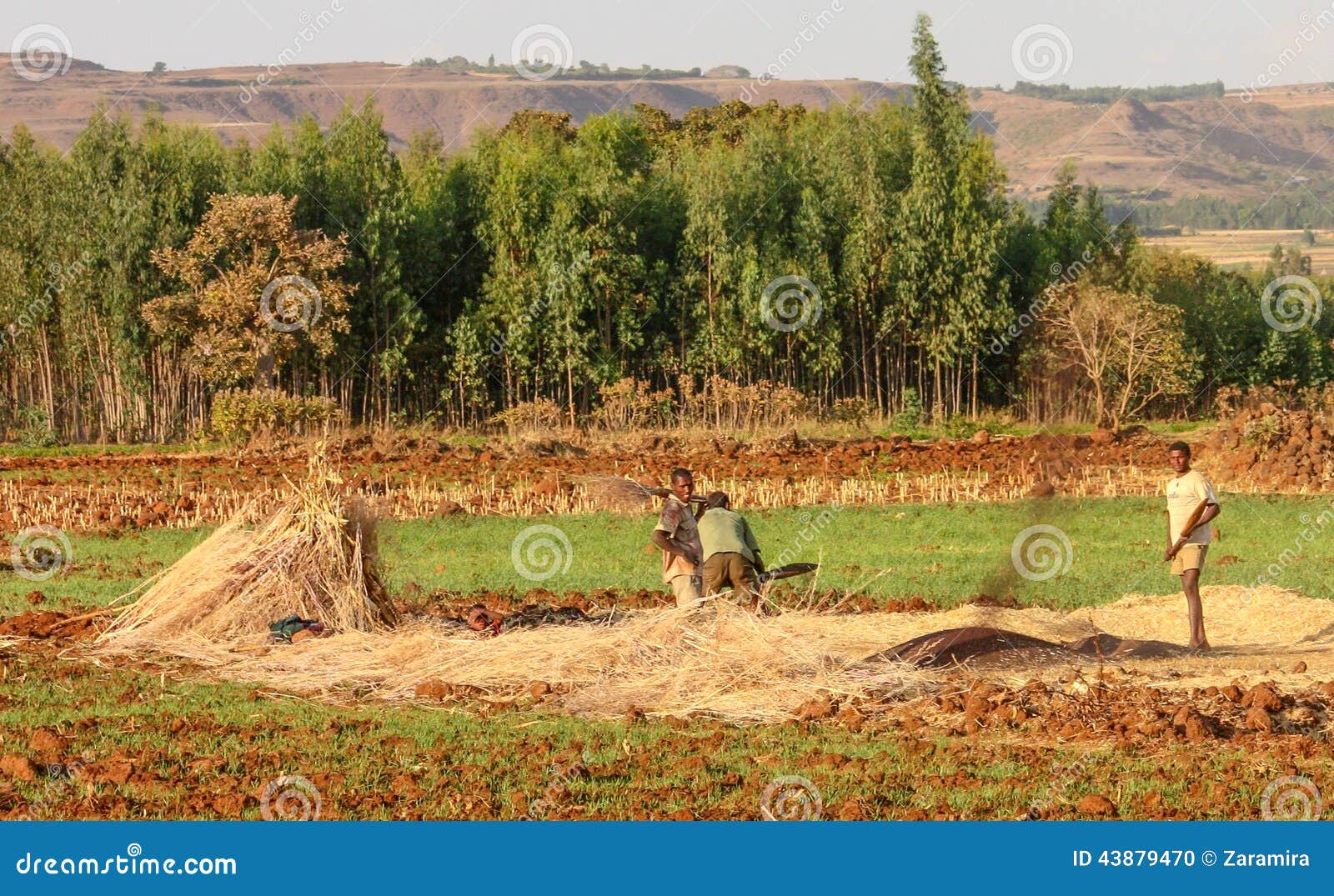 Ethiopian Farmers Editorial Image | CartoonDealer.com #43879470