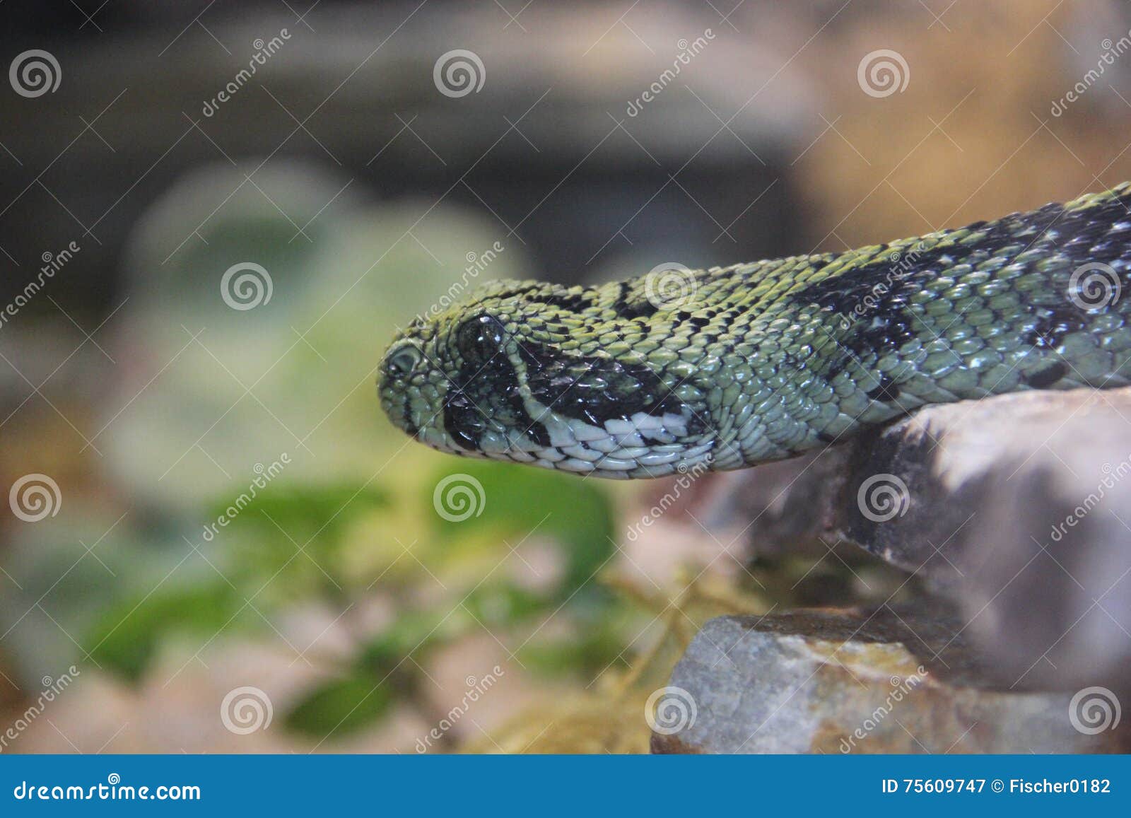 Ethiopian mountain viper stock image. Image of local - 75609747