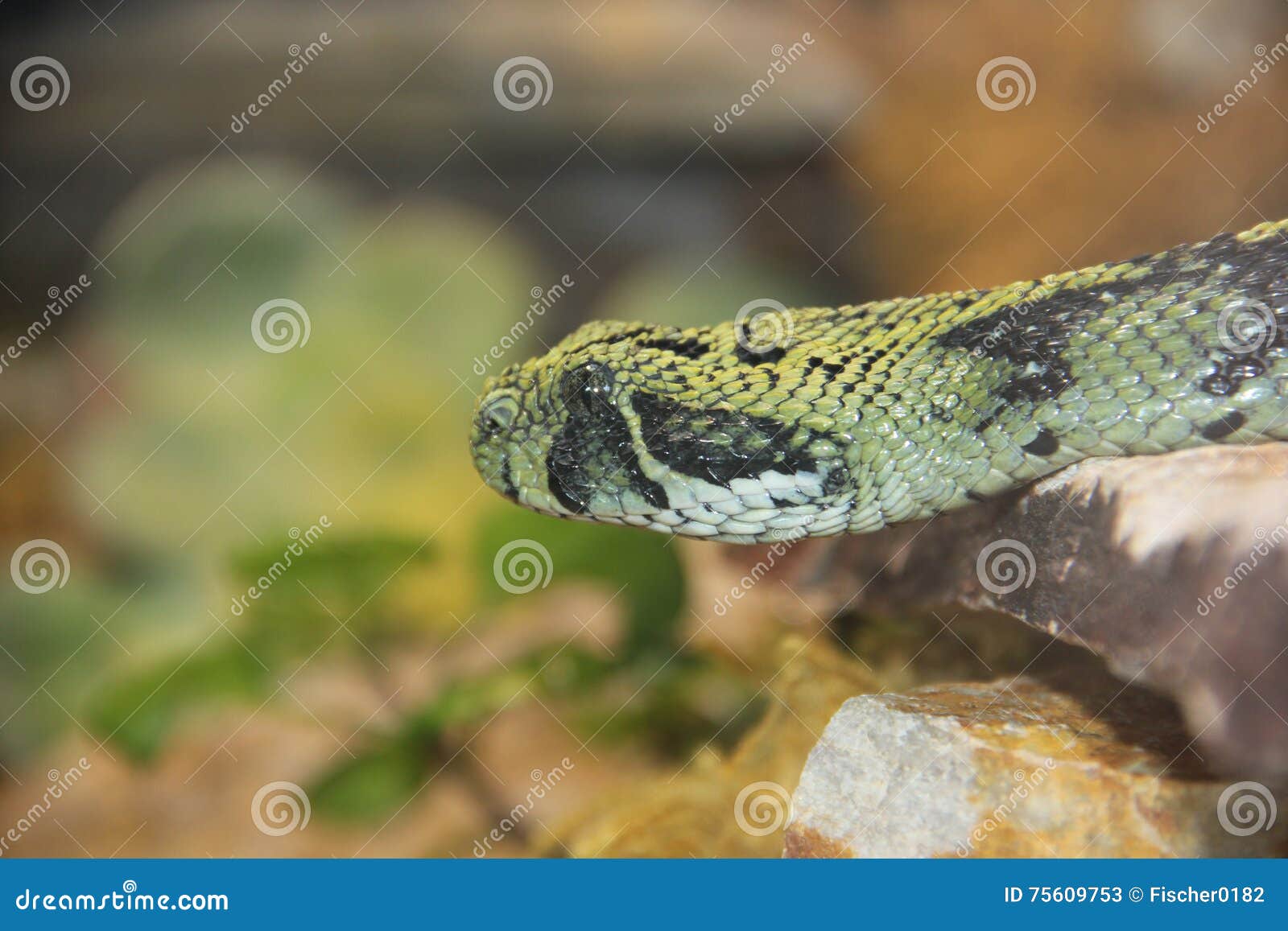 Ethiopian mountain viper stock image. Image of snake - 75609753