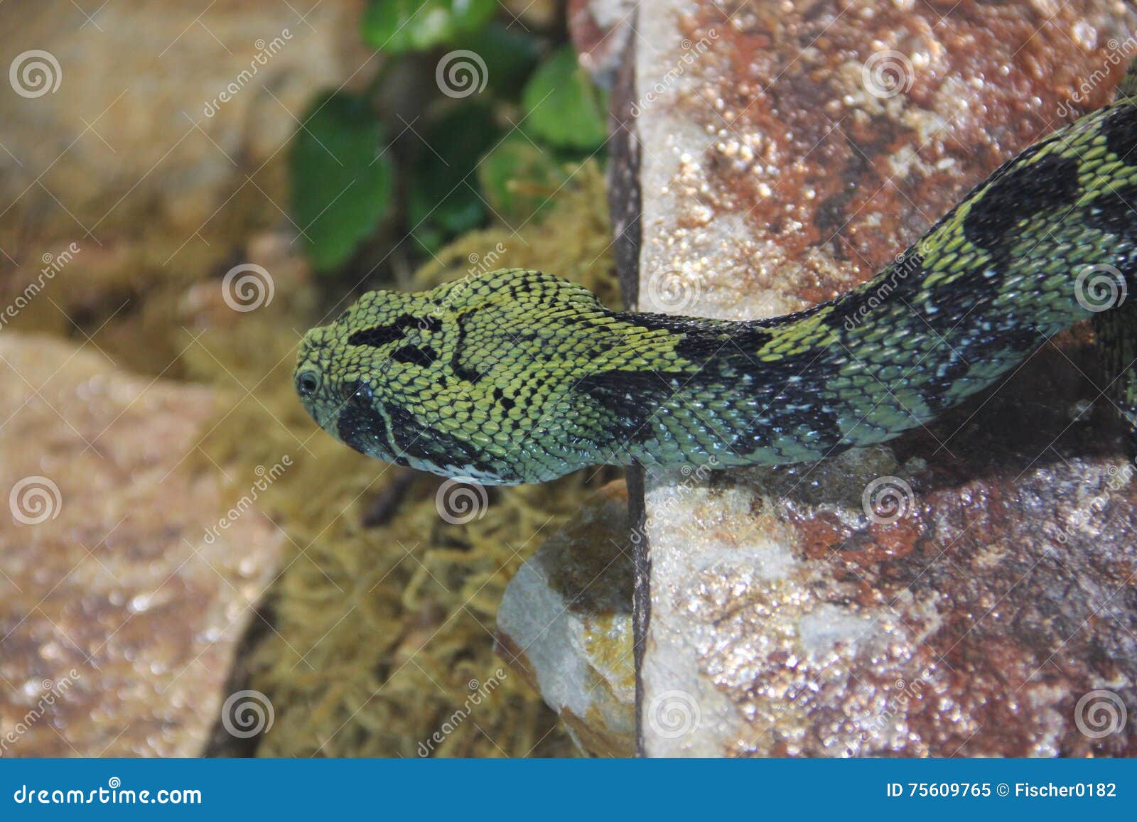 Ethiopian mountain viper stock image. Image of africa - 75609765