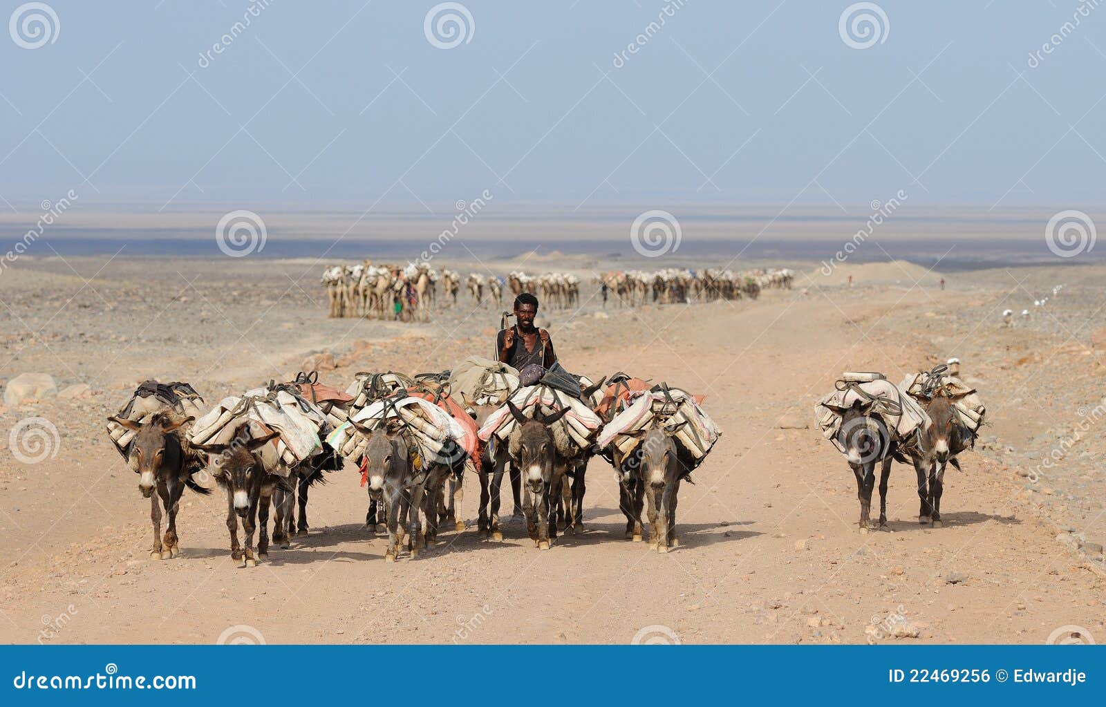 Ethiopian salt caravan editorial photo. Image of trade - 22469256